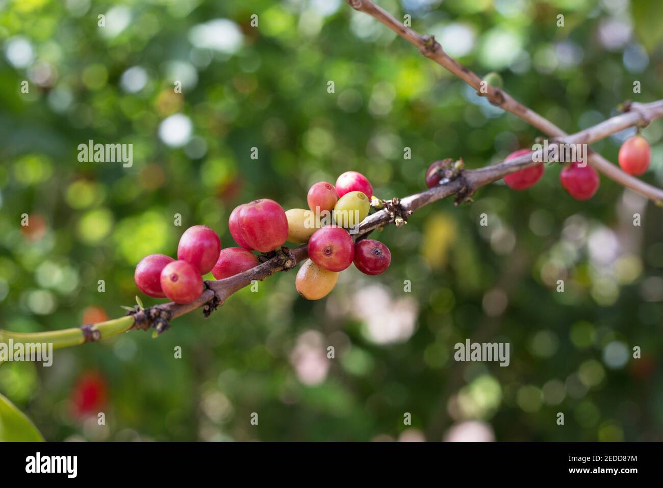 El cafe arabe fotografías e imágenes de alta resolución - Alamy
