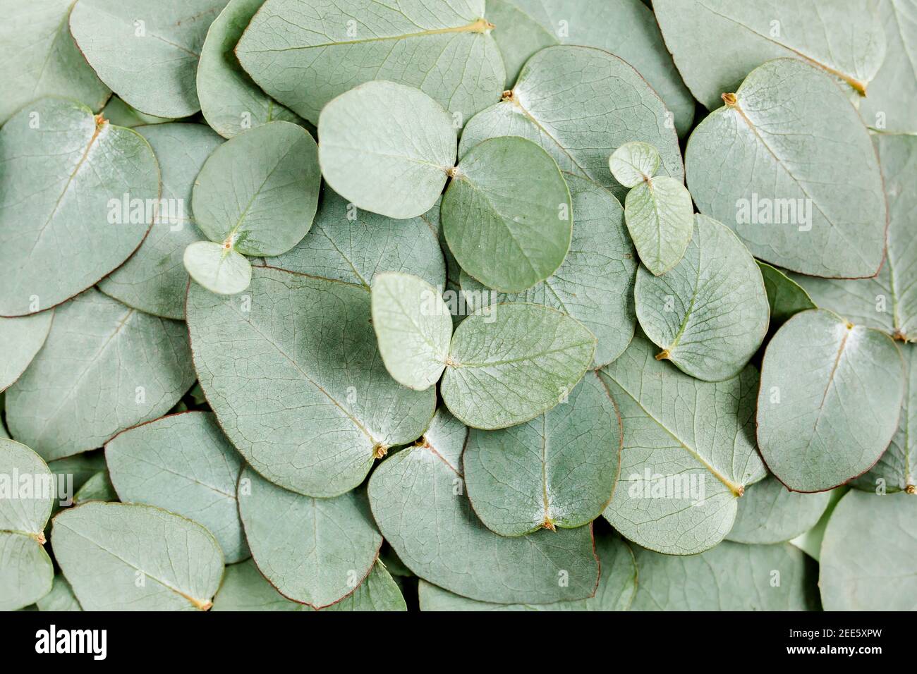 Fondo, textura hecha de hojas de eucalipto verde. Plano, vista superior ... Fondo, textura hecha de hojas de eucalipto verde. Plano, vista superior ...
