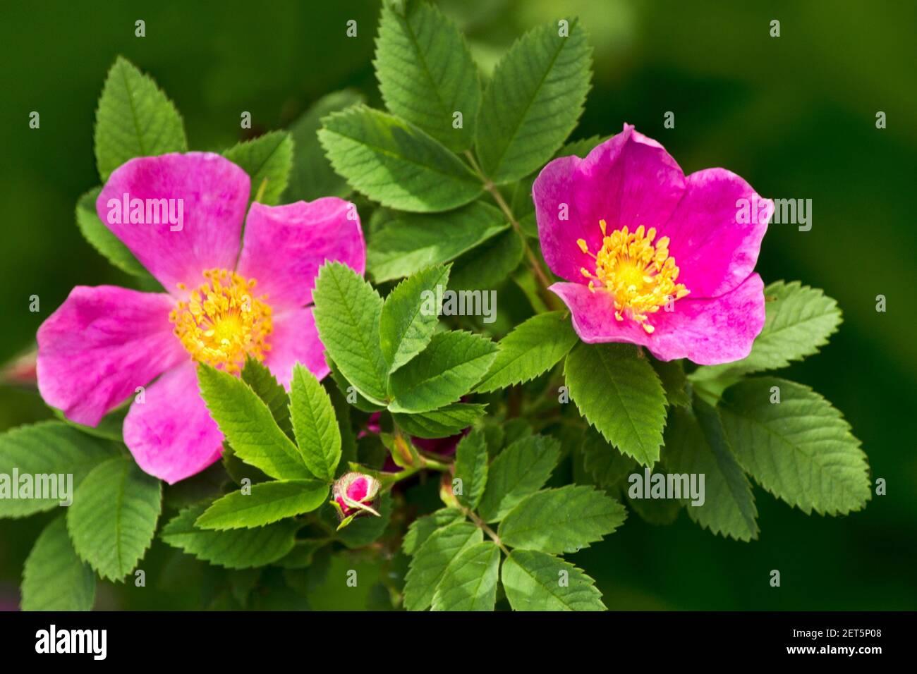 Rosas de pasto fotografías e imágenes de alta resolución - Alamy