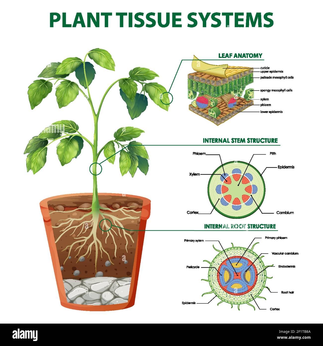 Diagrama Que Muestra La Ilustración De Los Sistemas De Tejido Vegetal