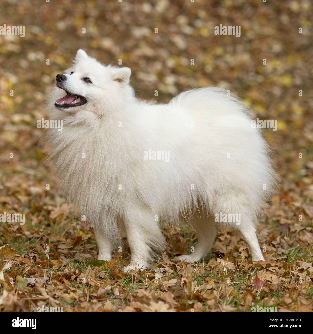 Hay Una Raza De Perro Llamada Spitz