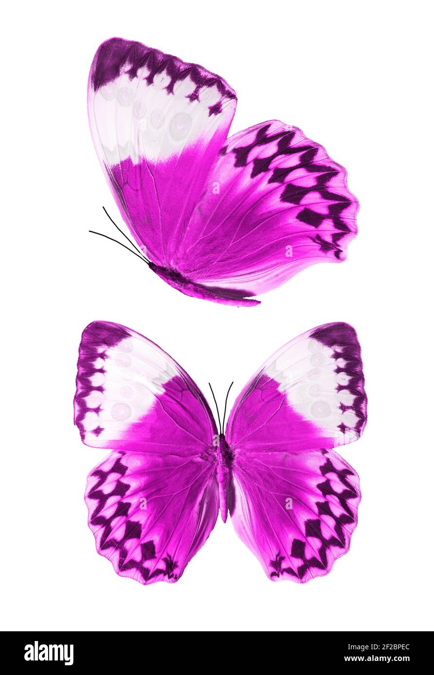 Mariposa De Color Morado