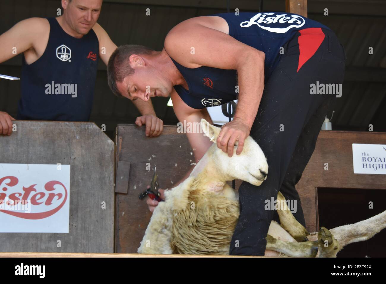 Los esquiladores de ovejas fotografías e imágenes de alta resolución ...