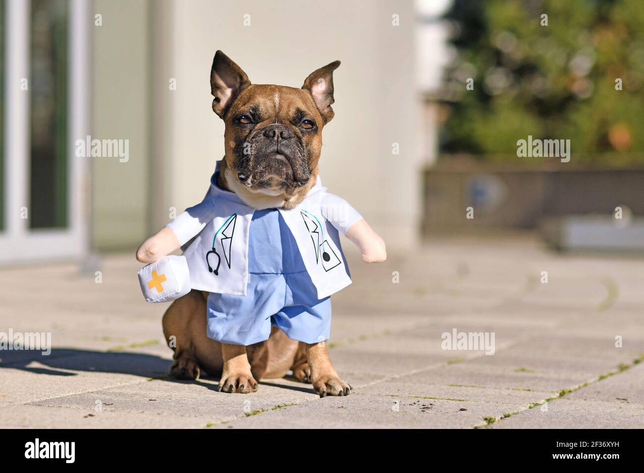 Como Vestir A Los Bulldog Frances