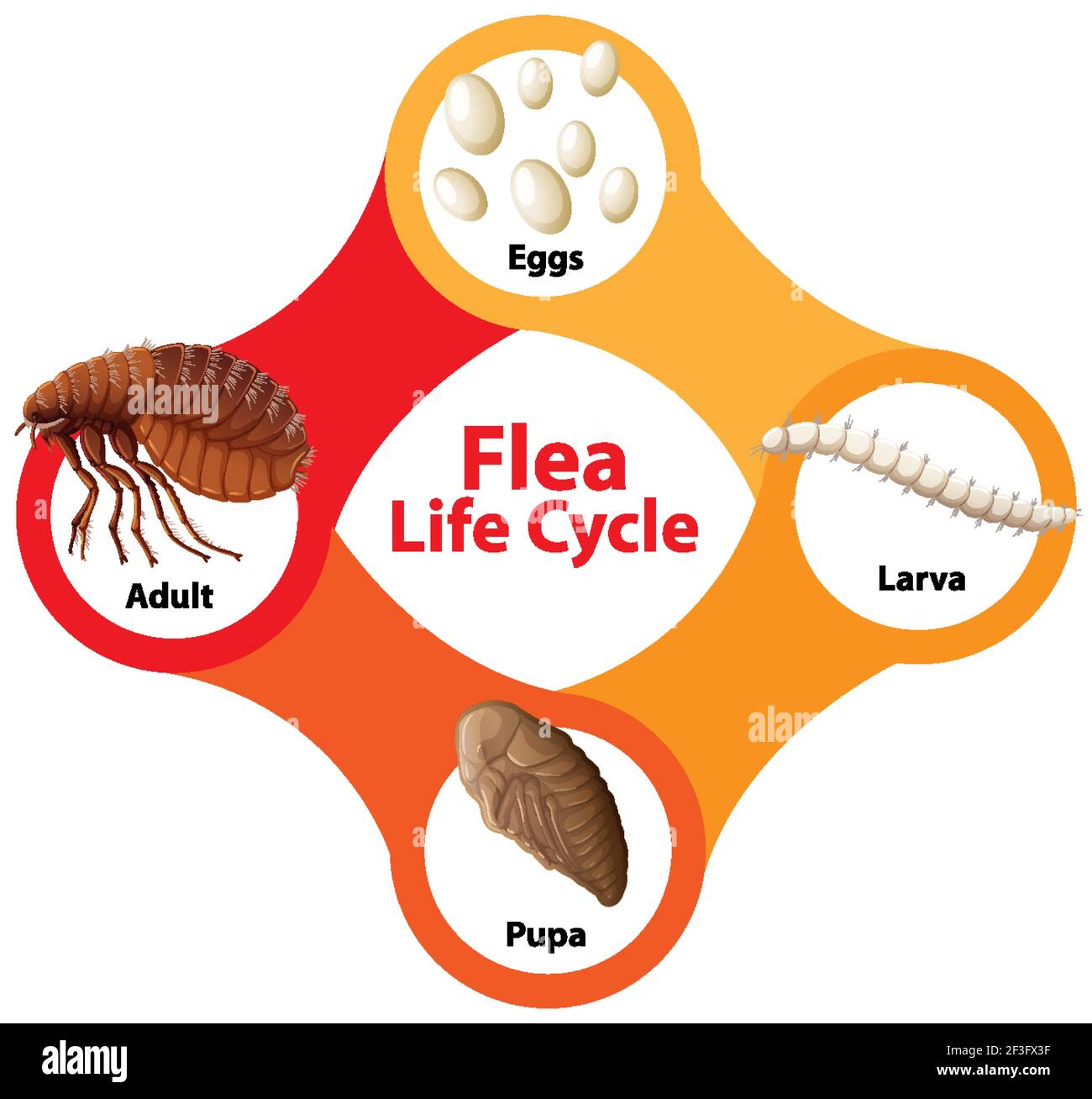 Ciclo De Vida Das Pulgas - BRAINCP