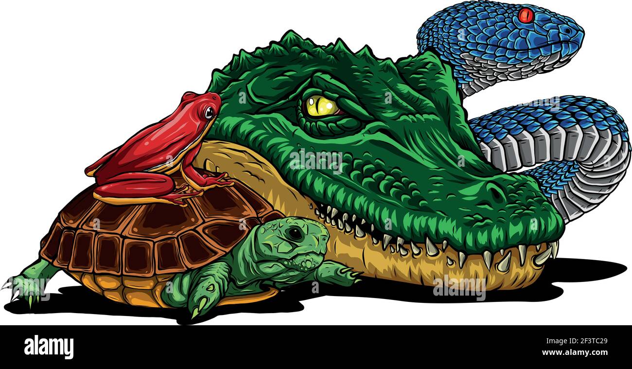 Rana Y Tortuga Combinadas