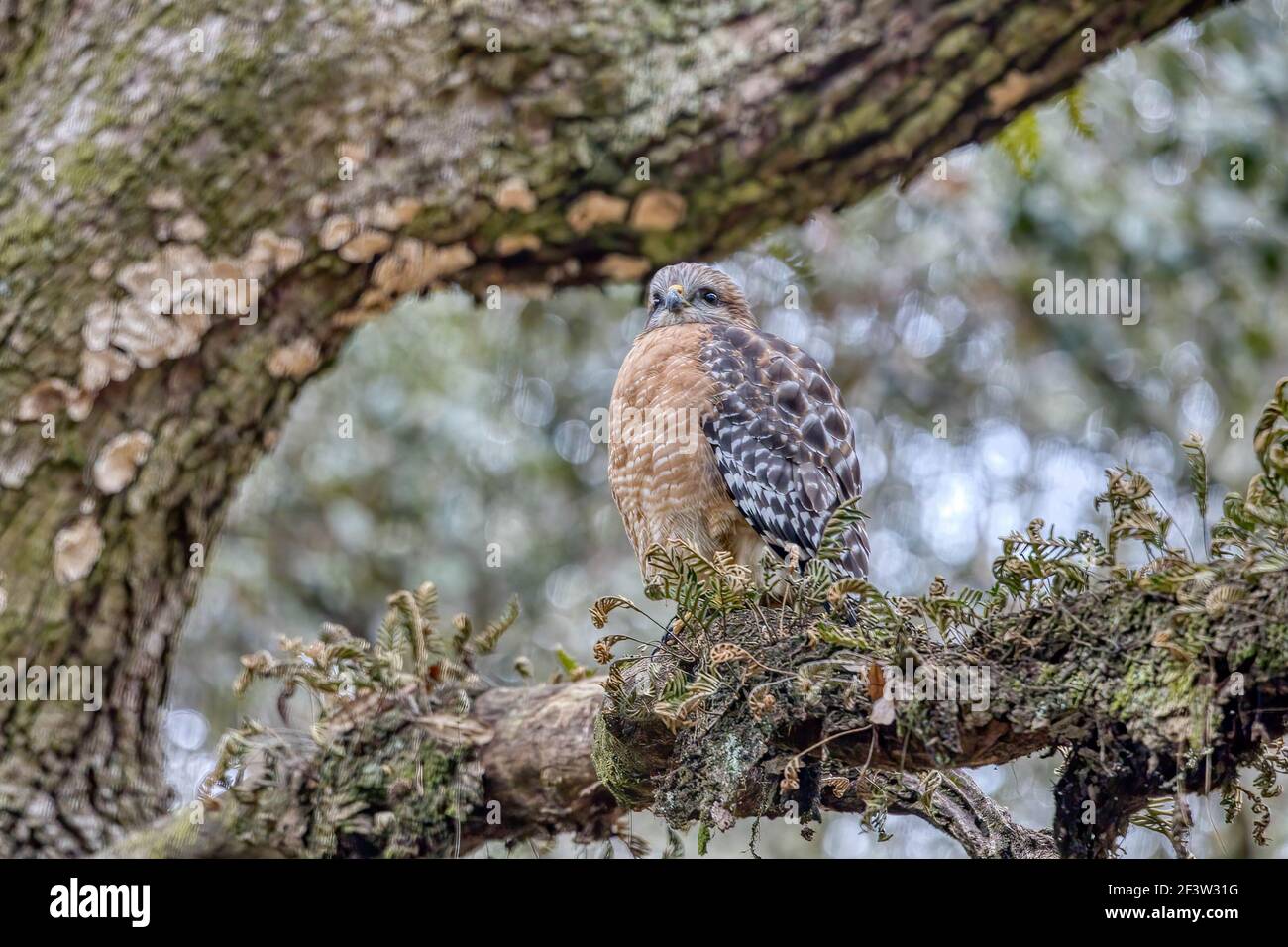 Naturalezas lo mejor de animales salvajes y aves Fotografía de stock ... Naturalezas lo mejor de animales salvajes y aves Fotografía de stock ...