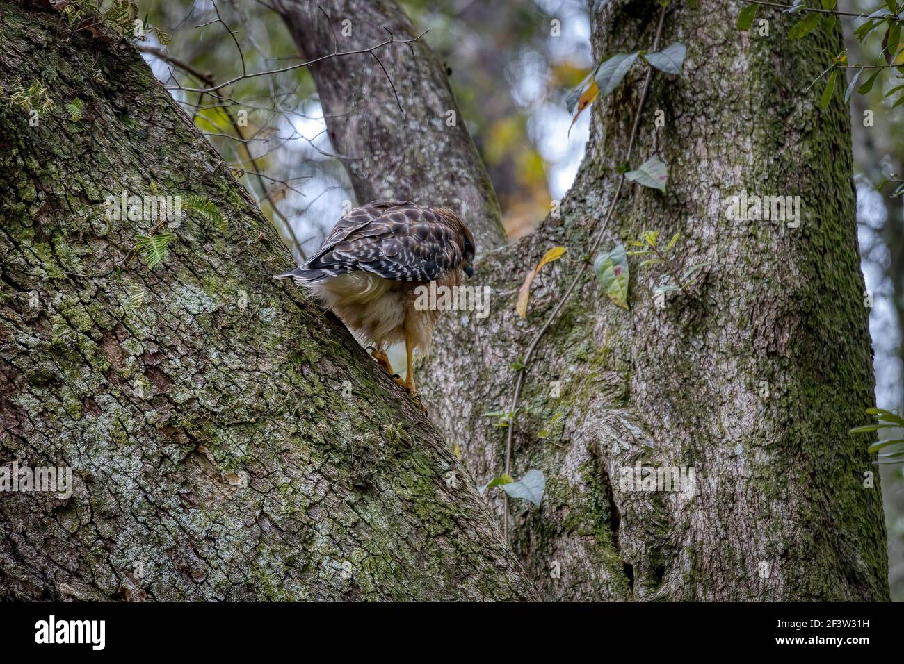 Naturalezas lo mejor de animales salvajes y aves Fotografía de stock ... Naturalezas lo mejor de animales salvajes y aves Fotografía de stock ...