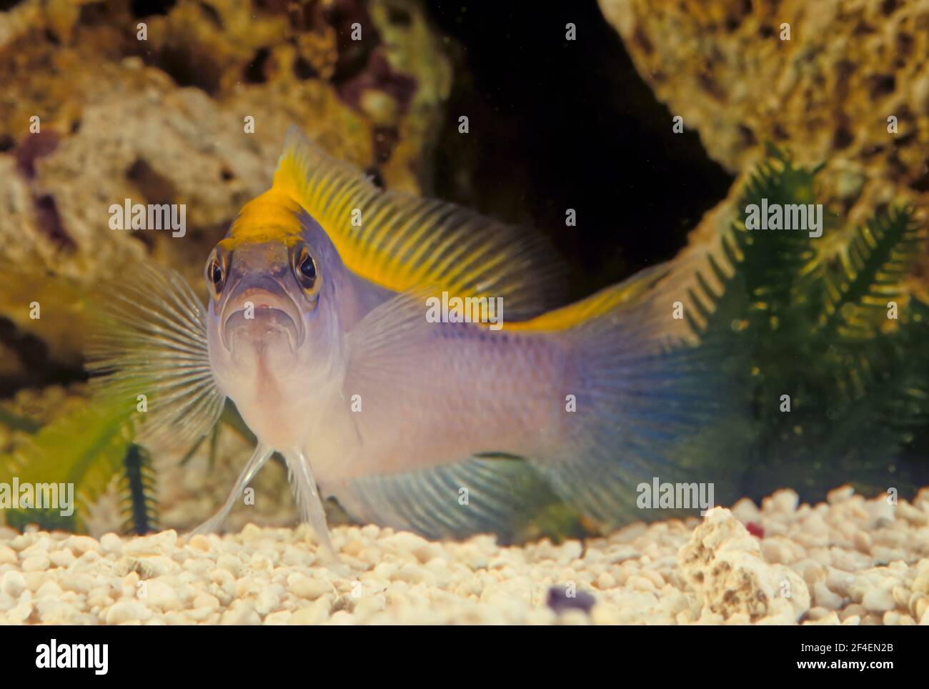 Amanecer Dottyback