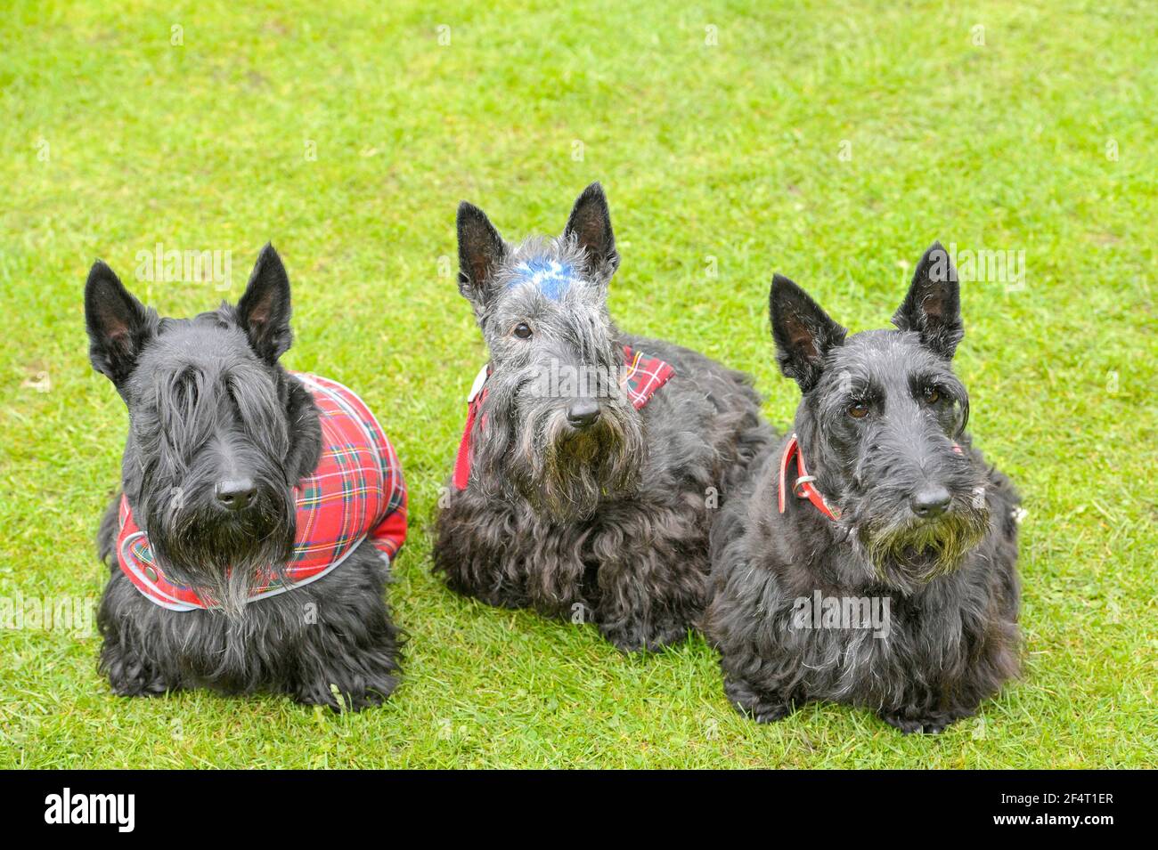 Son Perros Escoceses De Escocia