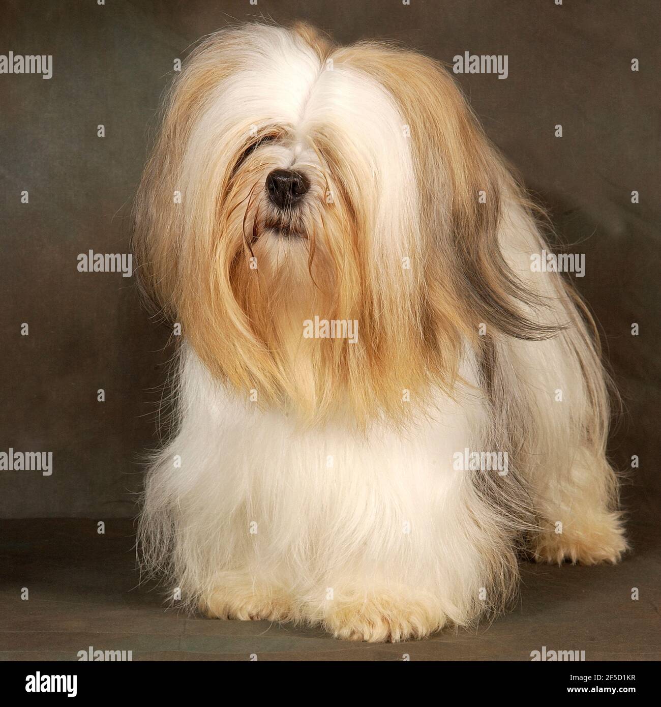 Los Perros Lhasa Apso Son Saludables