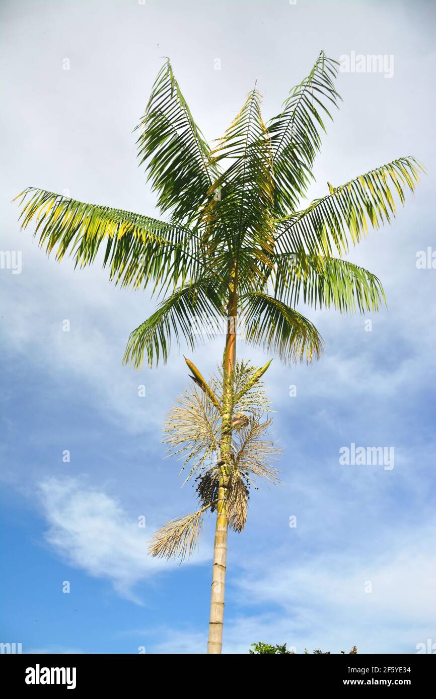 Arboldelabayadelacai