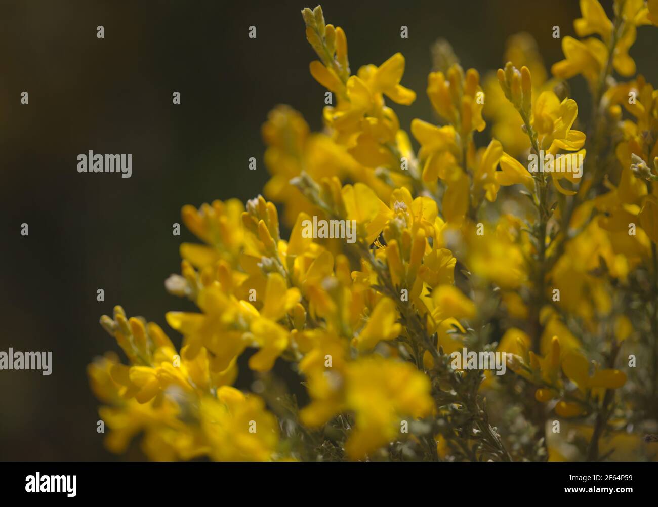 Flora De Gran Canaria Flores Amarillas Brillantes De Teline flora-de-gran-canaria-flores-amarillas-brillantes-de-teline