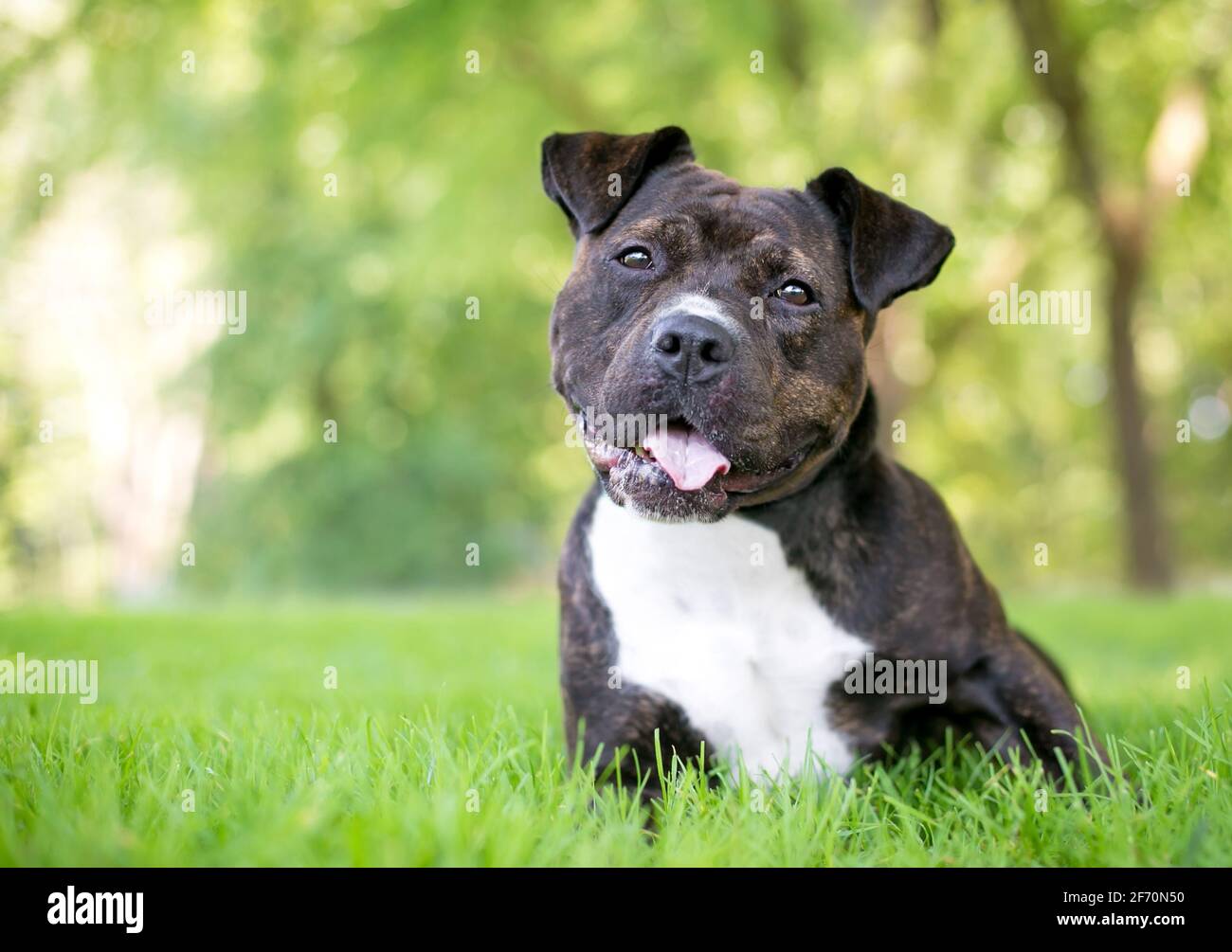 American Staffordshire Terrier Es Una Raza Mixta