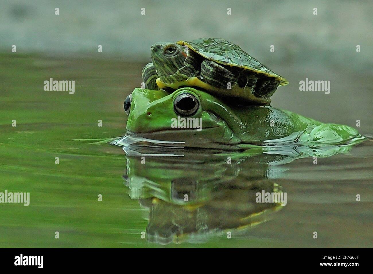 Rana Y Tortuga Combinadas