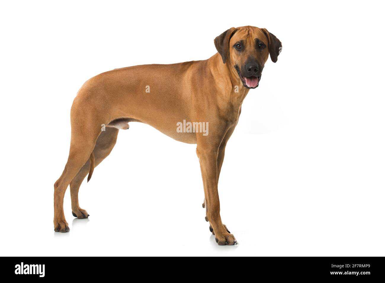 Son Perros Protegidos Los Rhodesian Ridgeback