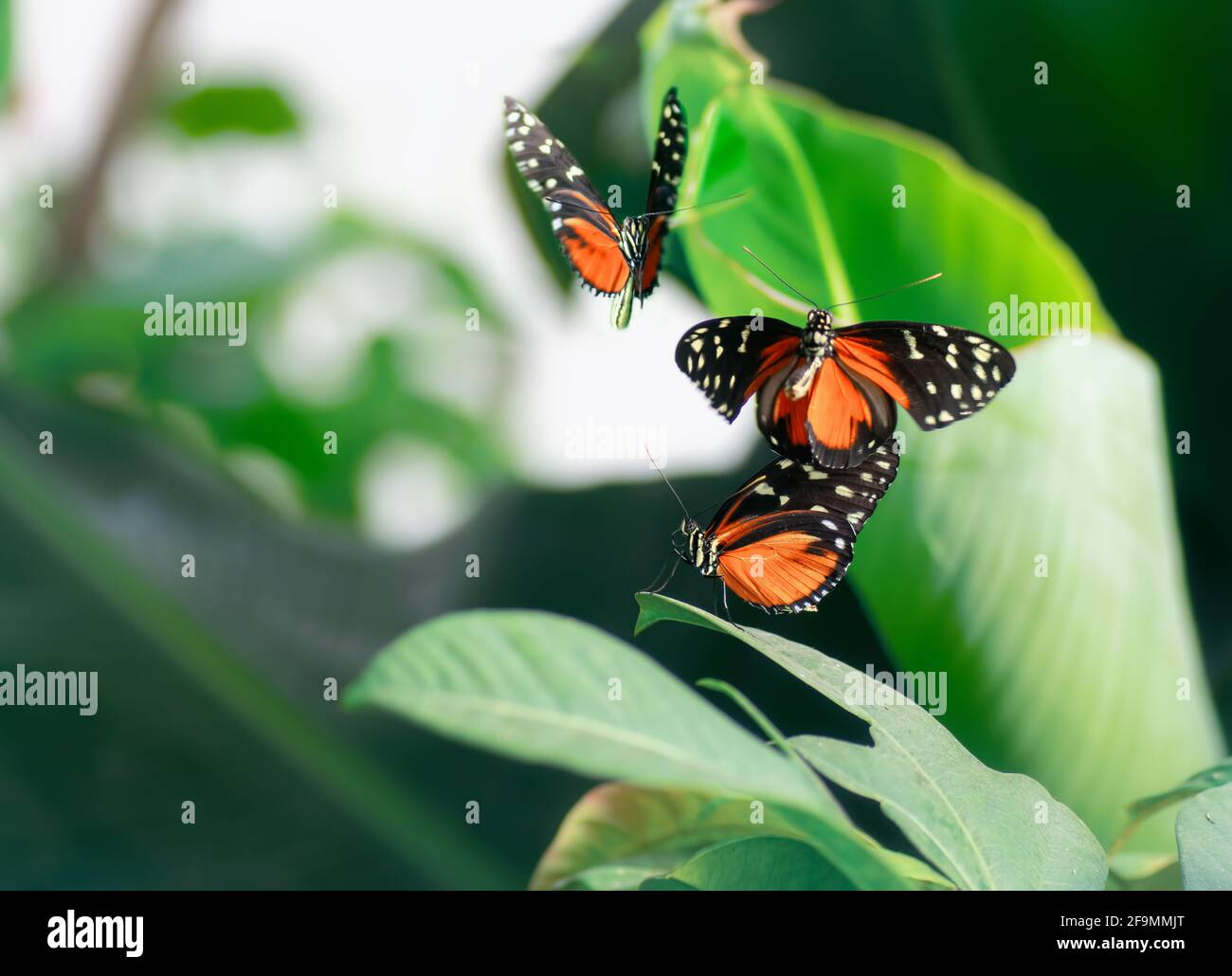 Hermosas Mariposas Volando
