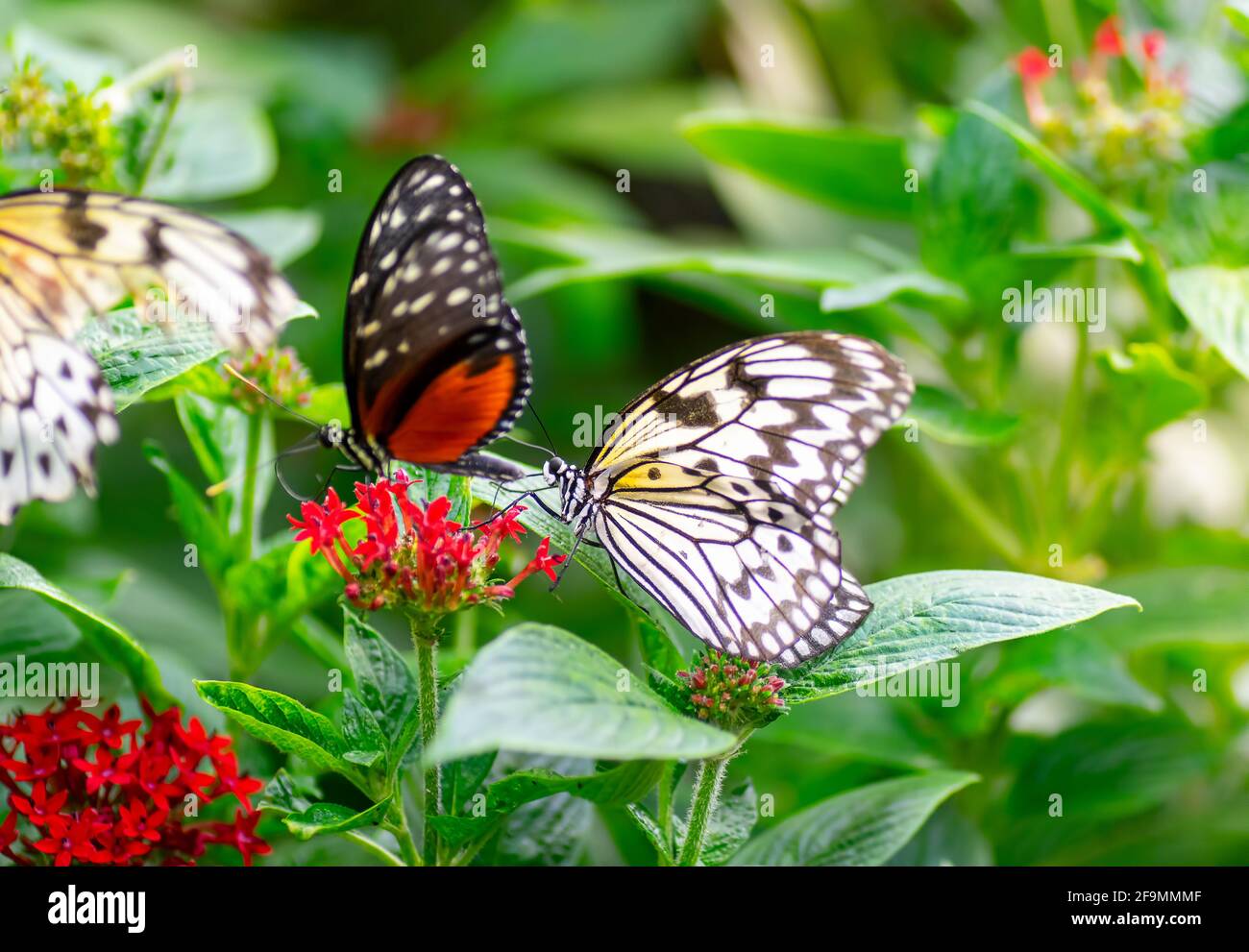 Fotos De Primavera Con Mariposas