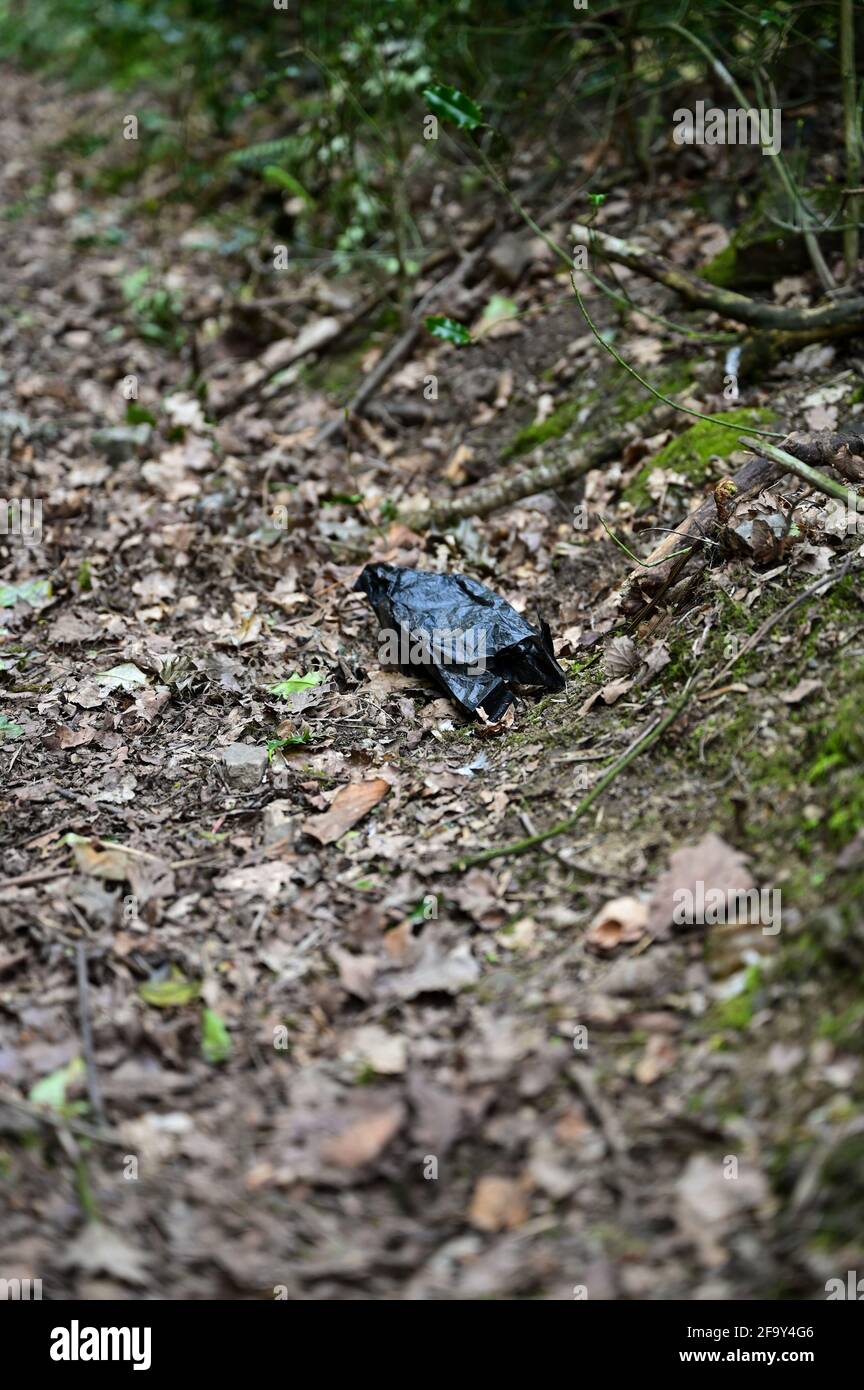 Que Significa Cuando Un Perro Tiene Caca Negra