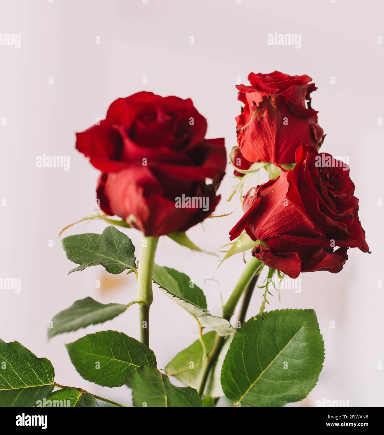 Una Rosa Con Espinas Una Rosa Con Espinas