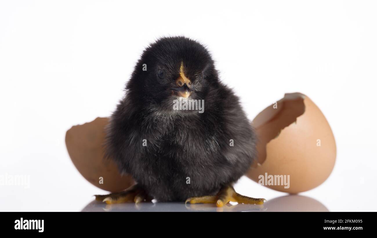 Pollitos negros y amarillos fotografías e imágenes de alta resolución ...