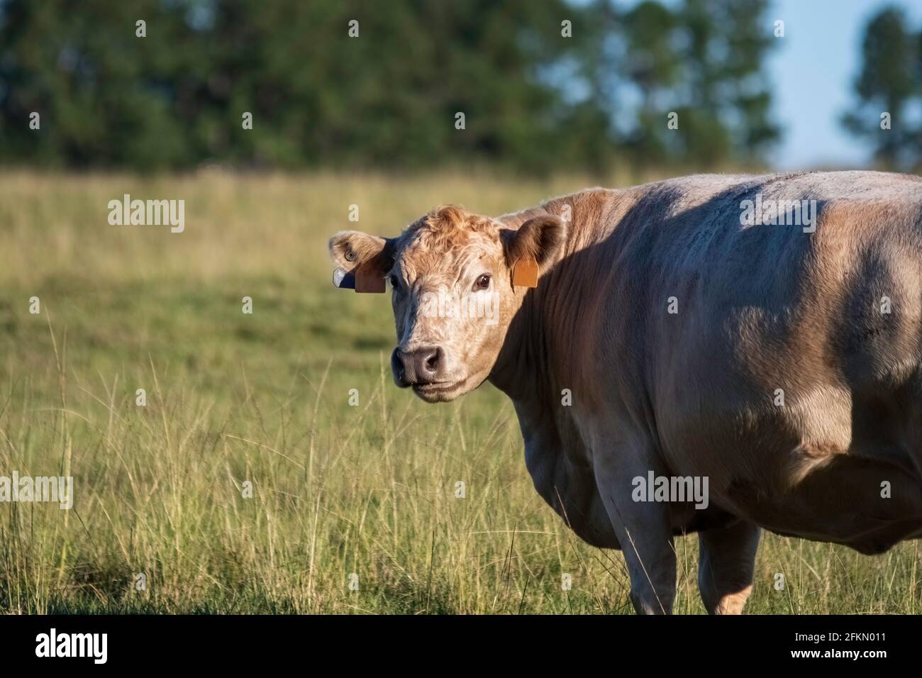 Vacas Gordas Y Feas