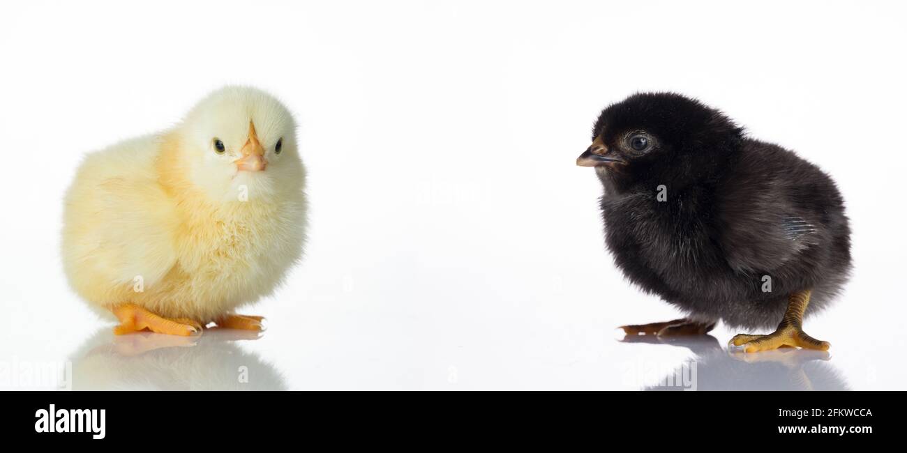 Pollitos negros y amarillos fotografías e imágenes de alta resolución ...