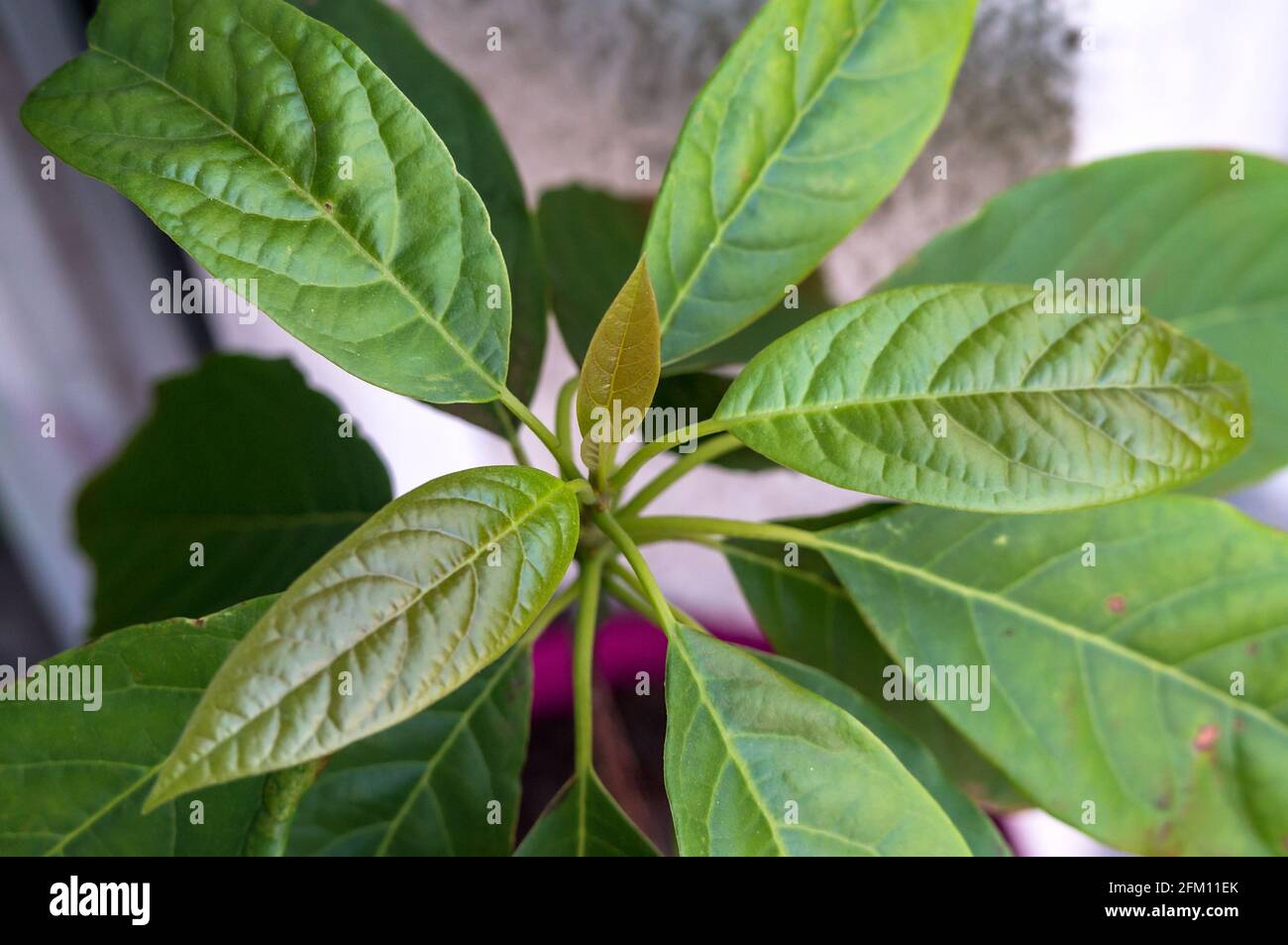 Las hojas verdes de un árbol de aguacate joven. Un brote de un árbol ... Las hojas verdes de un árbol de aguacate joven. Un brote de un árbol ...