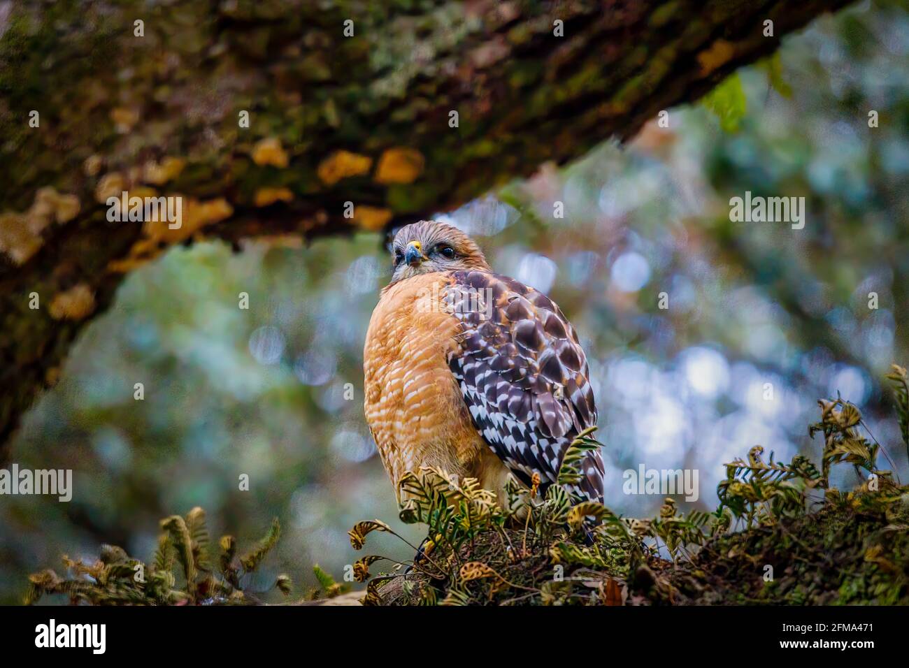 Naturalezas lo mejor de animales salvajes y aves Fotografía de stock ... Naturalezas lo mejor de animales salvajes y aves Fotografía de stock ...