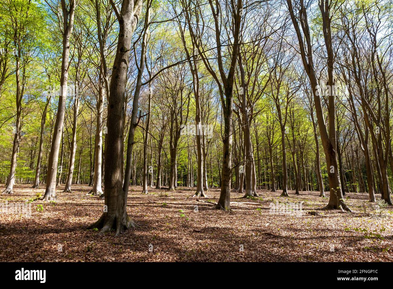 Bosque abierto con hayas (Fagus sylvatica) en la nueva hoja de ...