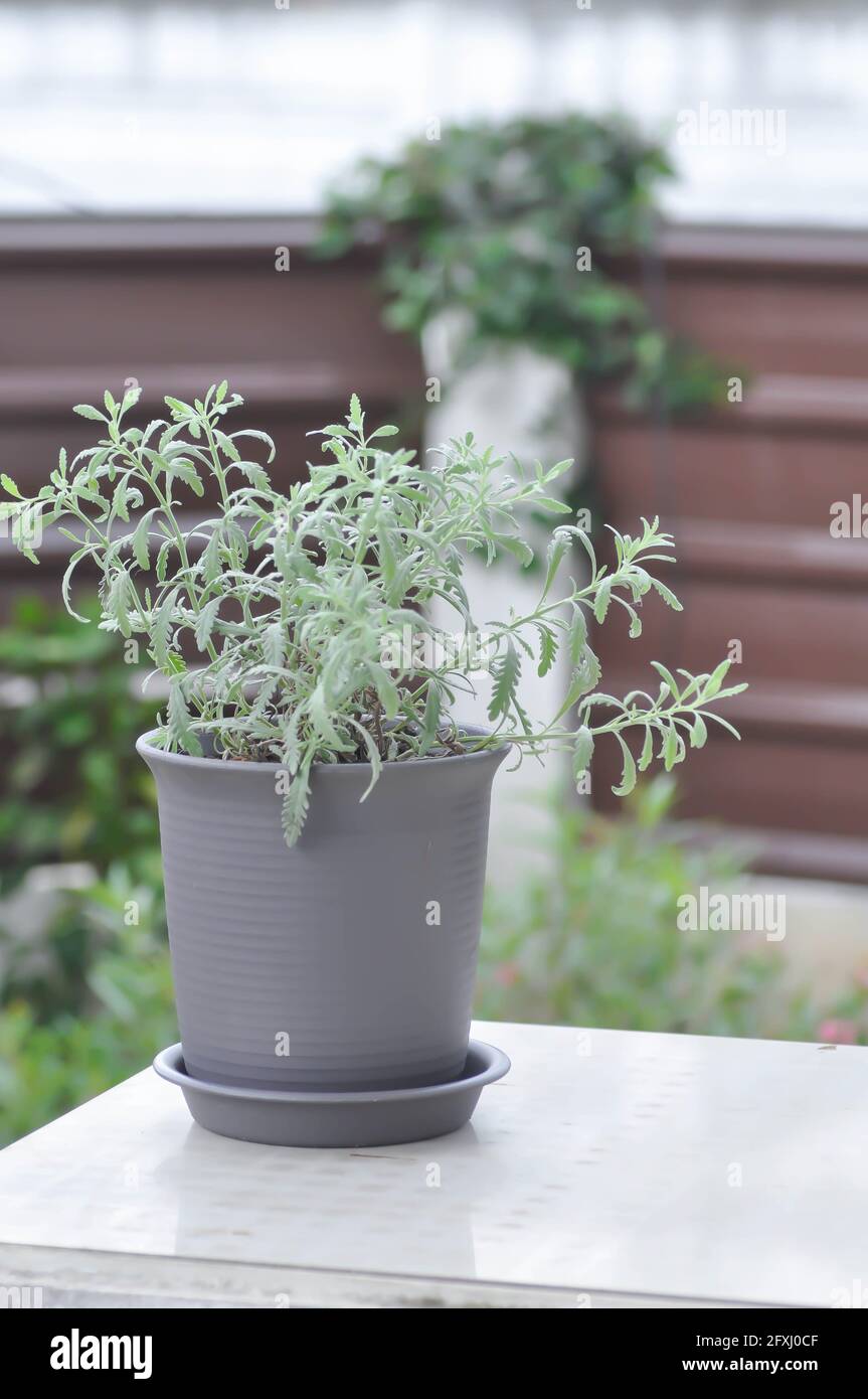 Planta De Lavandula Angustifolia