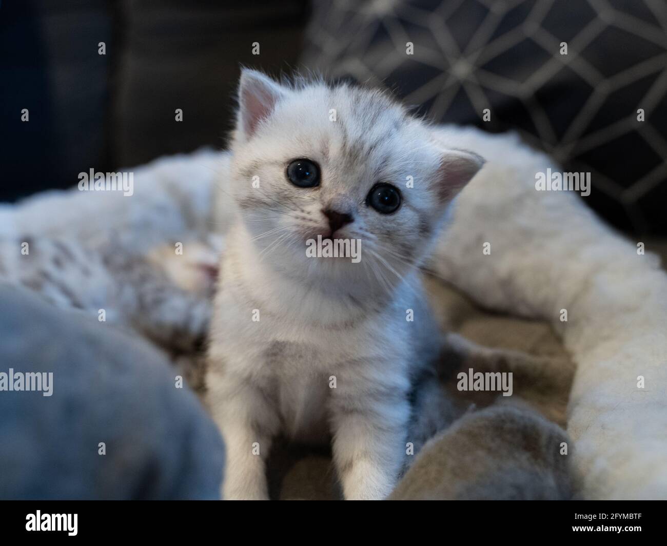 Gatitos Blancos Con Ojos Azules Y Verdes