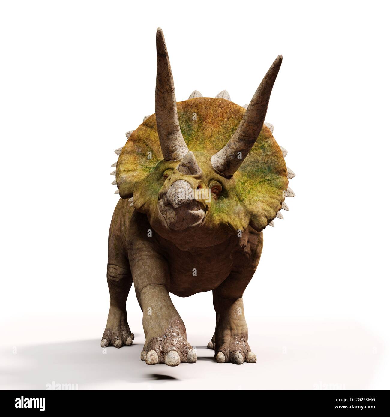 Vista Frontal De La Cabeza De Triceratops