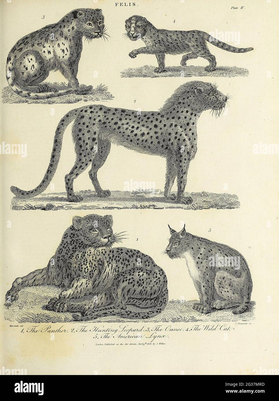 Art & Collectibles 1780 Original Antique Natural History copperplate of ...