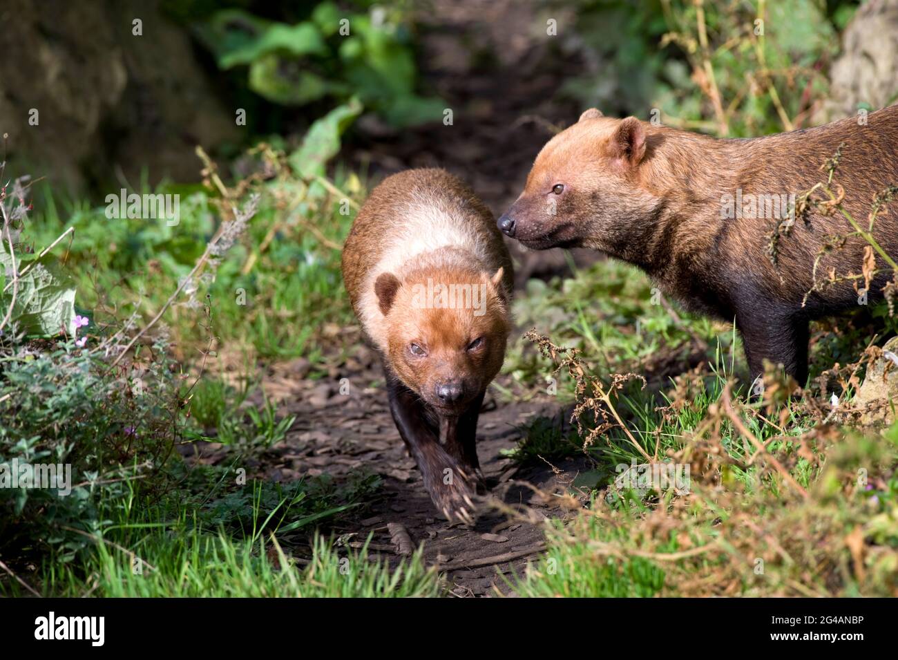 Que Comen Los Perros De Monte