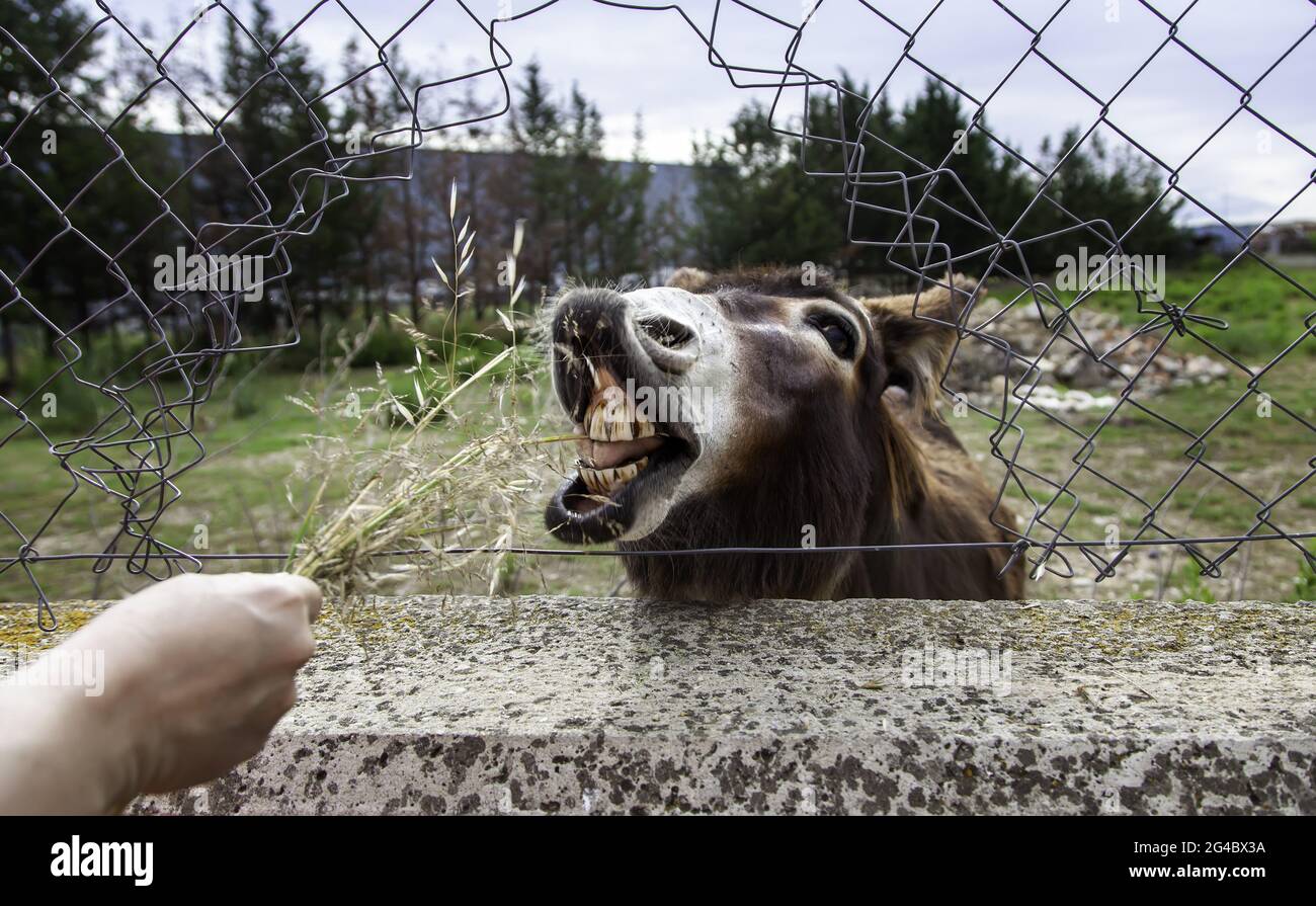Dentes De Cara De Burro