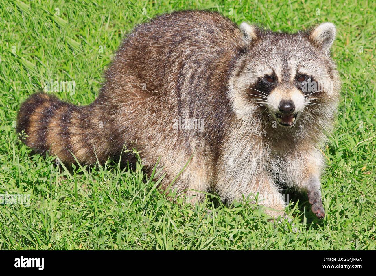 Mapache Melanístico