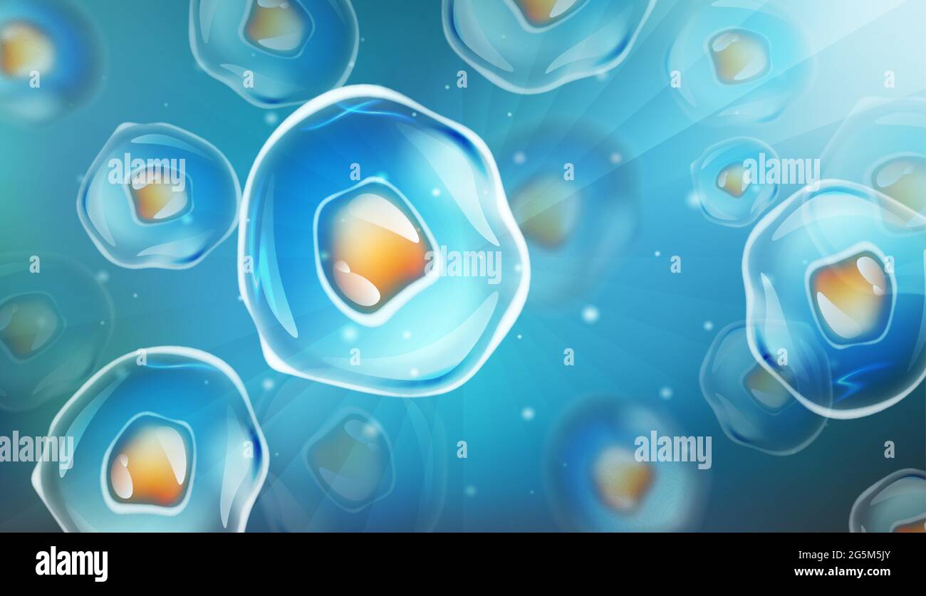 Células Animales Bajo El Microscopio