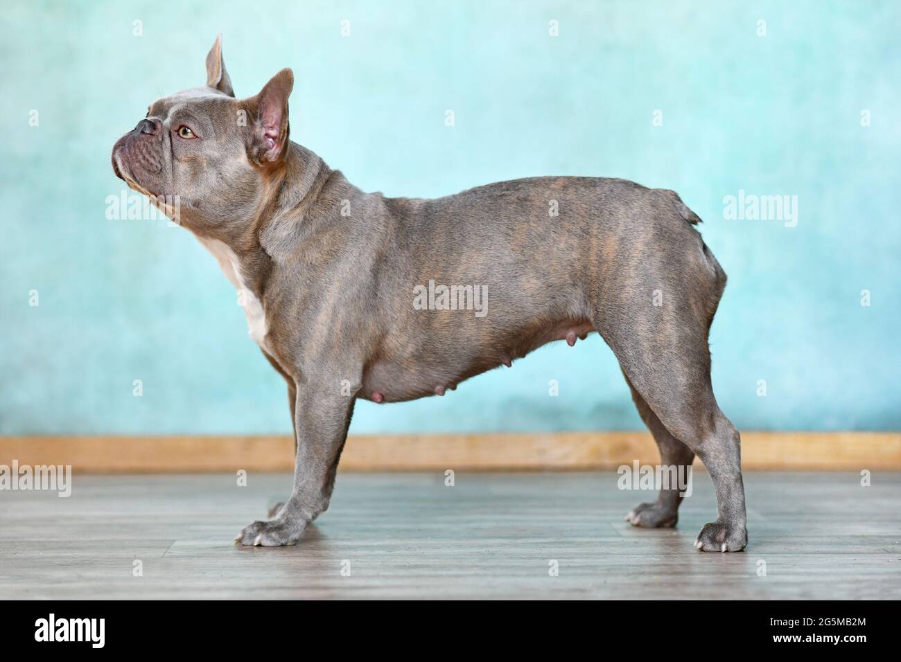 Cuanto Vale Un Bulldog Frances Atigrado Azul