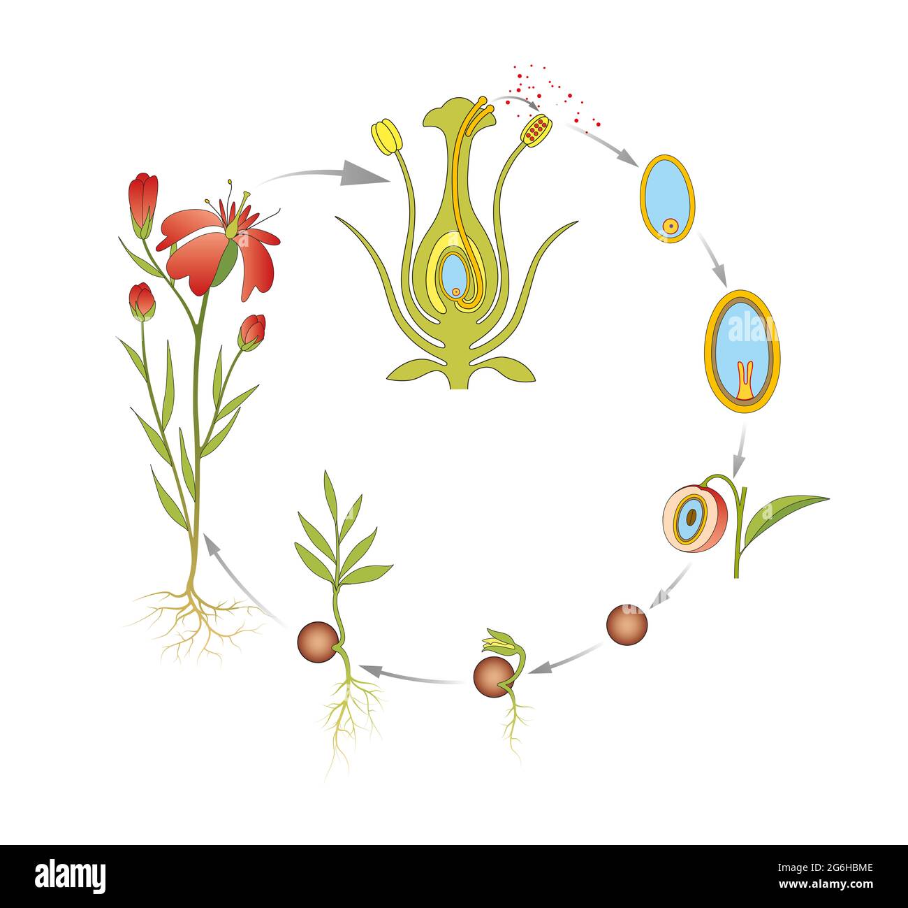 Ciclo De Vida Das Flores