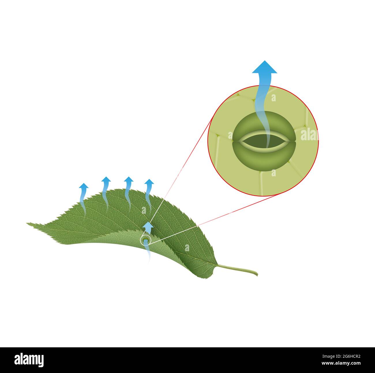 Transpiracion En Plantas Para Niños