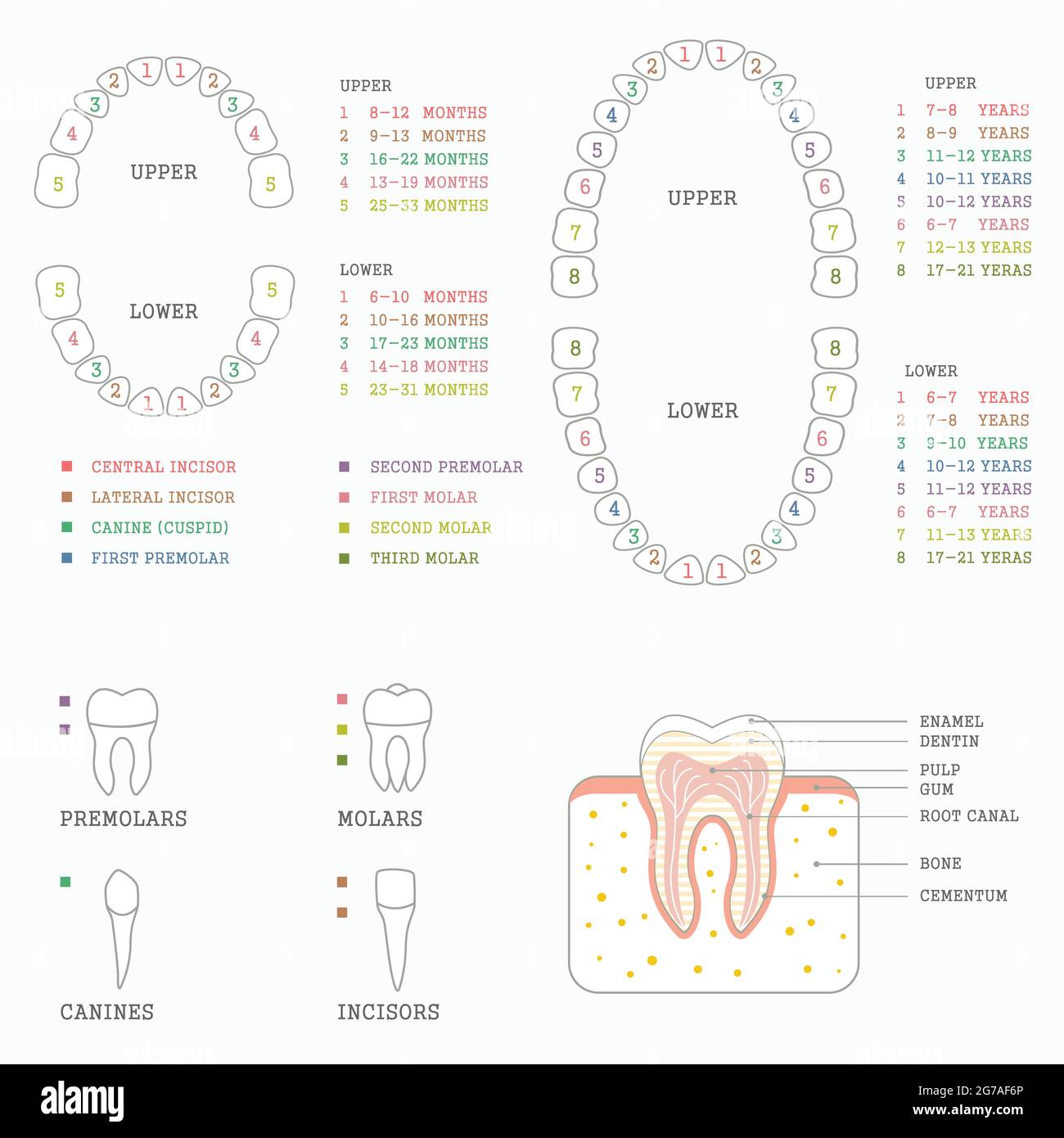 Diagrama De Dentes De Cavalo