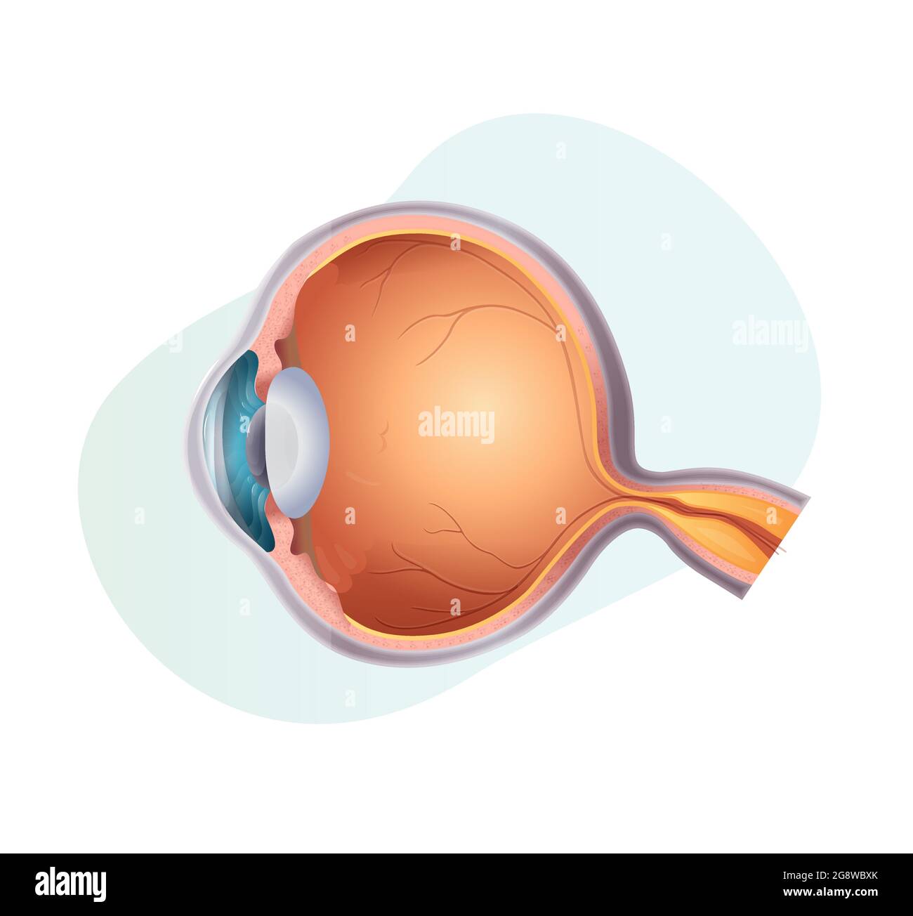 Sección De Anatomía Del Ojo Humano Ilustración Como Archivo Eps 10