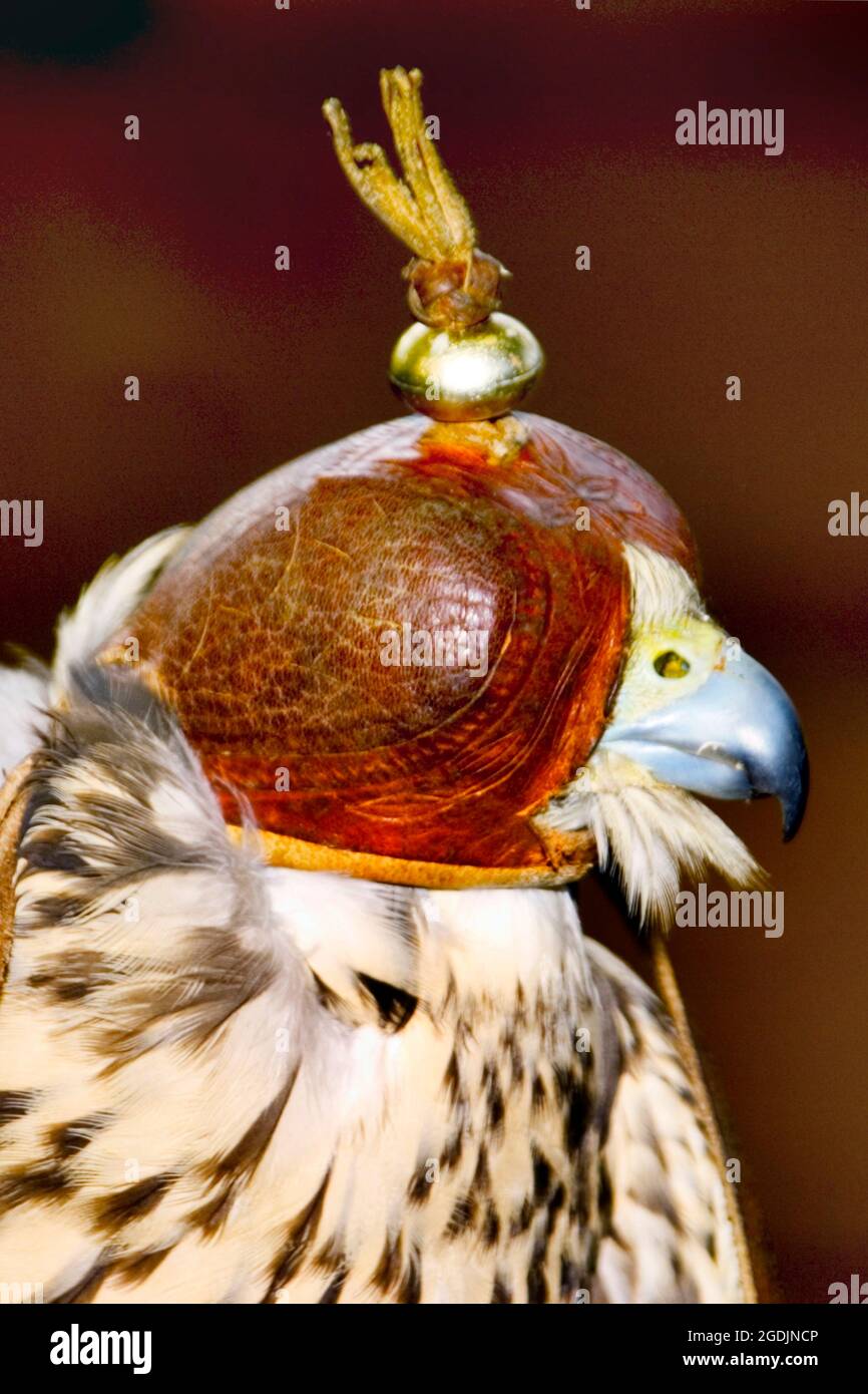 Halcones Marinos De La Rama Deion