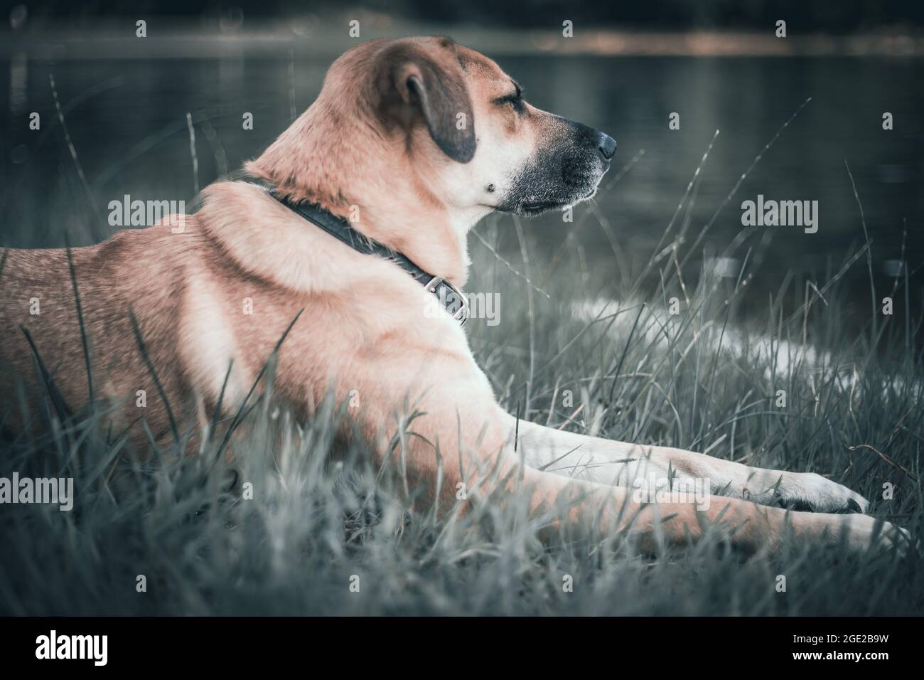 Boca Negra Cur Es Este El Mejor Perro De Caza