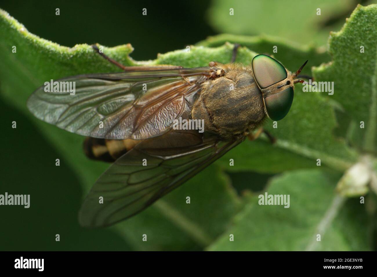 Picadura de mosca de caballo fotografías e imágenes de alta resolución ...
