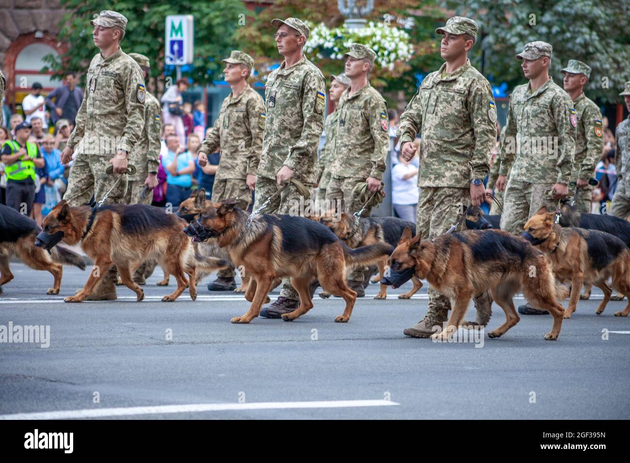 Son Perros Militares Macho O Hembra