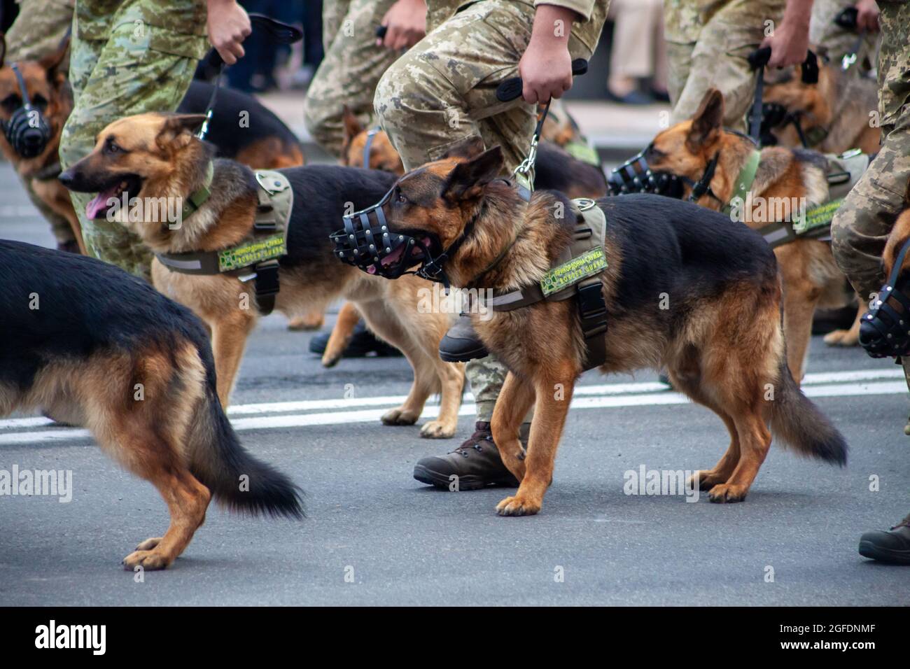 Son Perros Militares Macho O Hembra