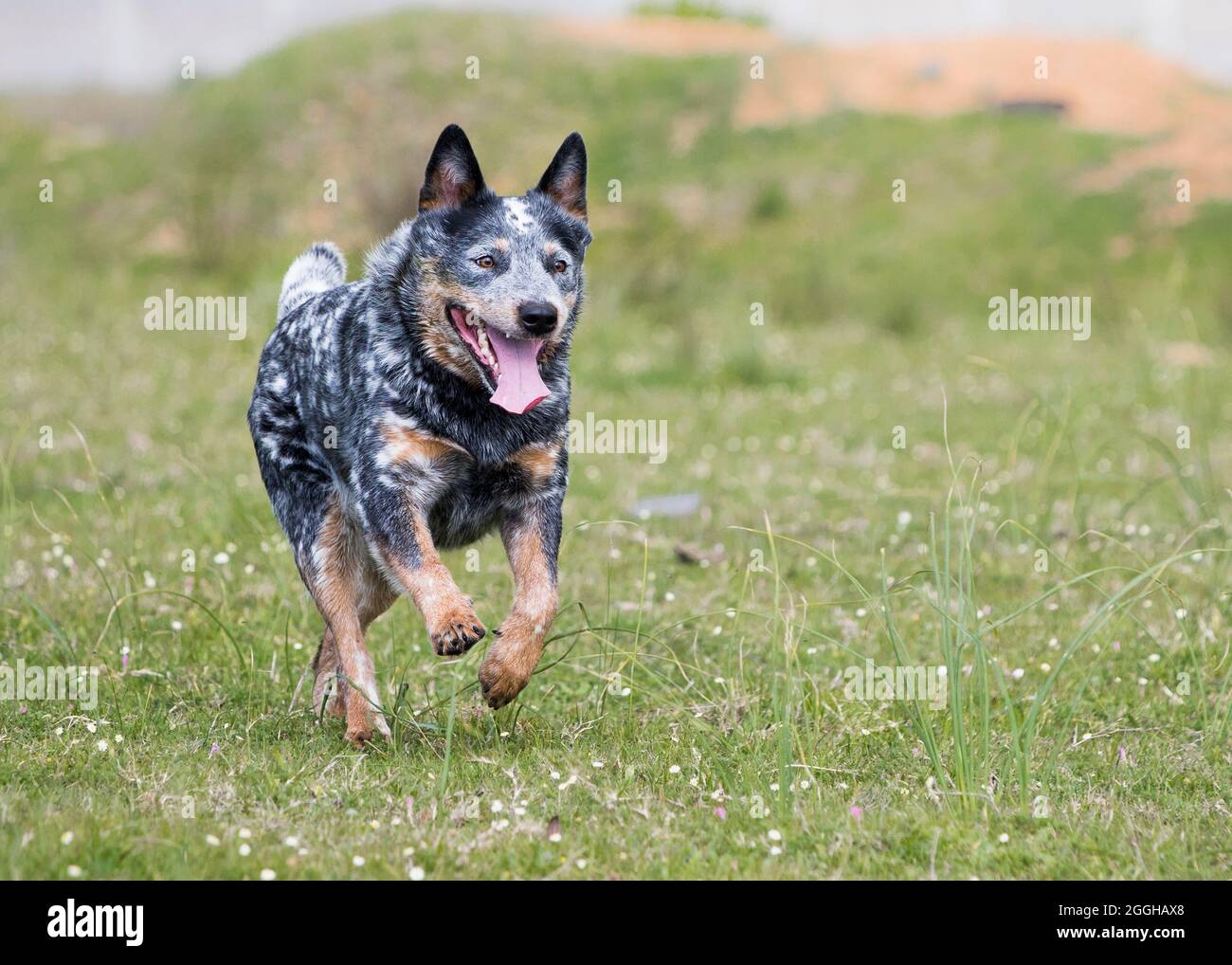 Los Blue Heelers Son Buenos Perros Domésticos