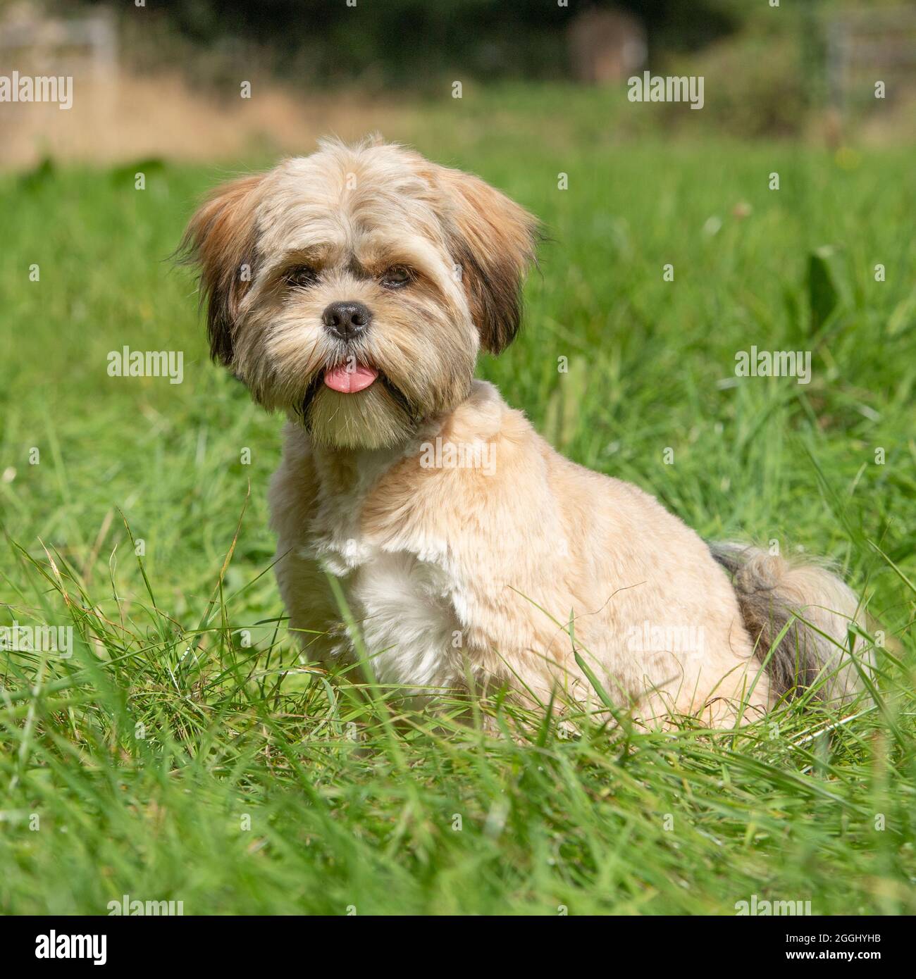 Una Raza De Perro Lhasa Apso